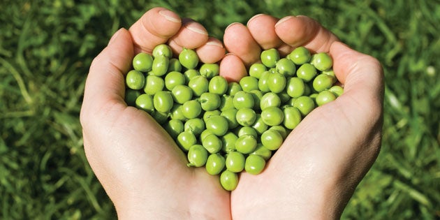 The Benefits of Pea Protein